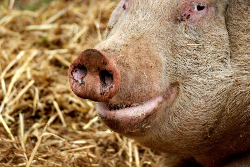 Momma pig of 1 day olds stock image. Image of nose, horn - 192409667