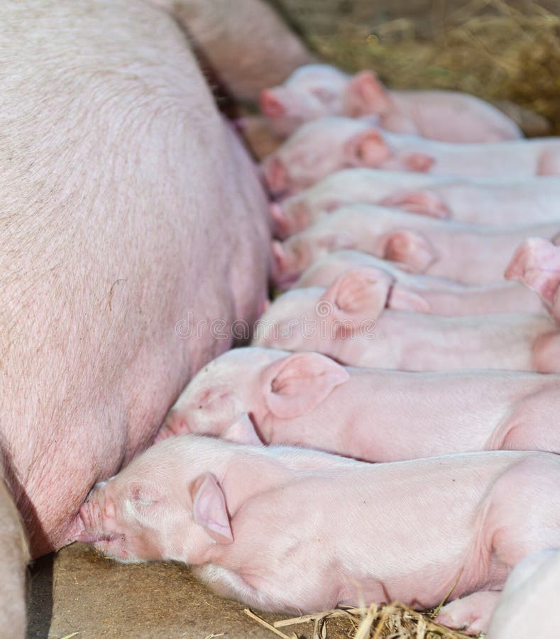 Momma Pig Feeding Baby Pigs Stock Photo - Image of breast, line: 22909596