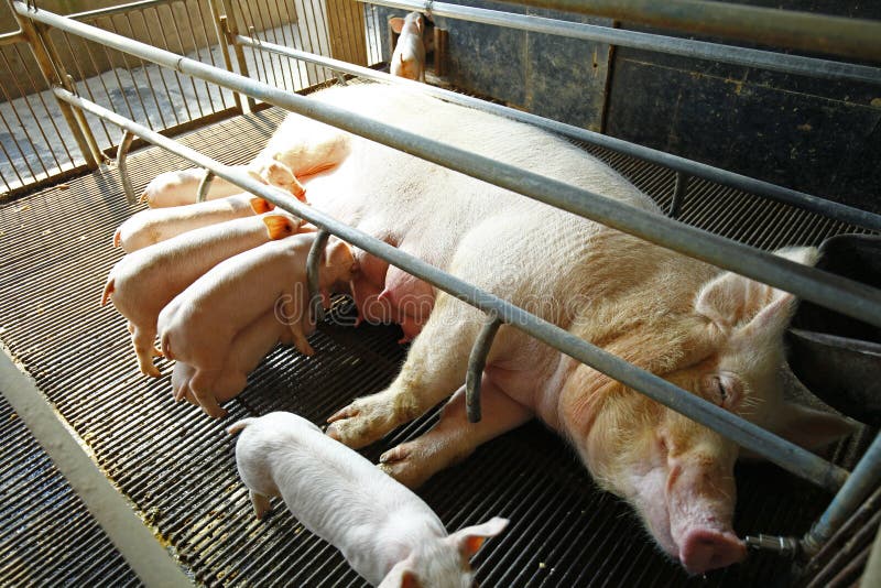 Momma pig feeding the kids stock photo. Image of cultivation - 242988736