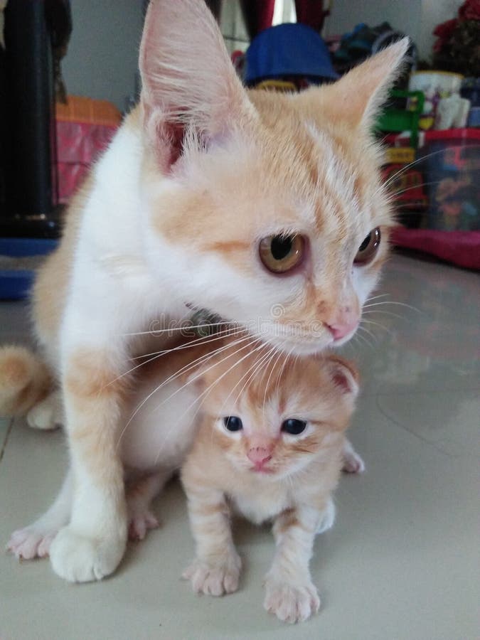 Mommy Cat and Her Little Baby Cat Stock Photo - Image of baby, mommy ...