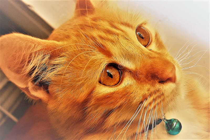 Momo the cat stock photo. Image of skin, cats, nose - 248334330