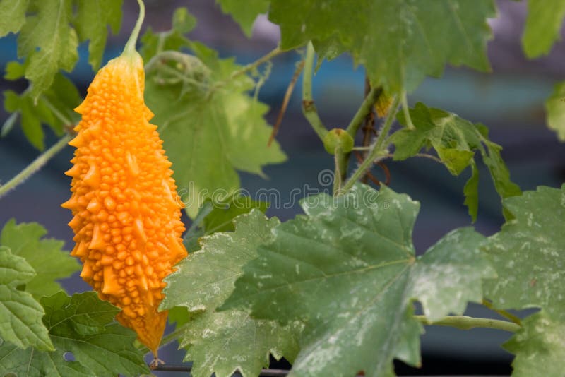 Rosids Ordering Stock Photos - Free & Royalty-Free Stock Photos from ...