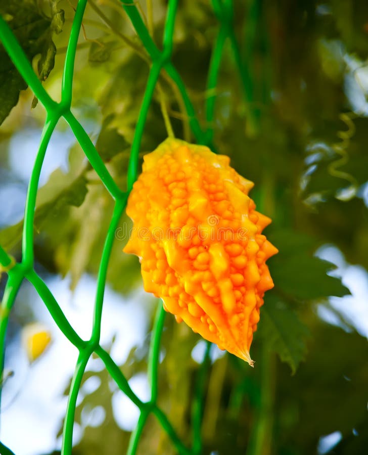 Momordica charantia stock image. Image of edible, health - 26608083