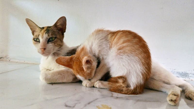 Momy cat and silly kitten stock photo. Image of momy - 265840710