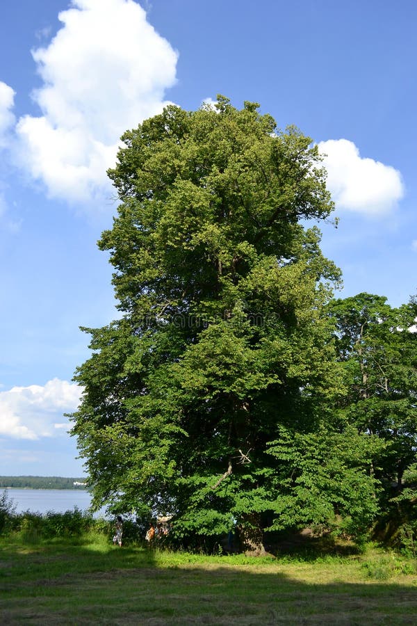 Mon Repos park stock photo. Image of growth, region, beautiful - 26899702