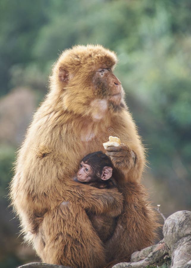 Mona with Her Calf in Her Lap Eating Bread Stock Image - Image of ...