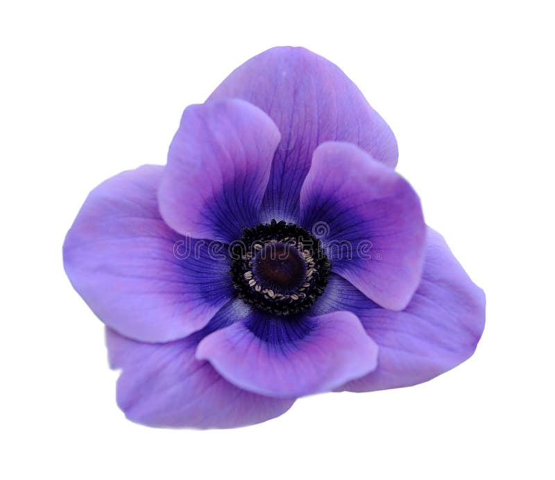 Flor De Mona Lisa Fotos de stock - Fotos libres de regalías de Dreamstime