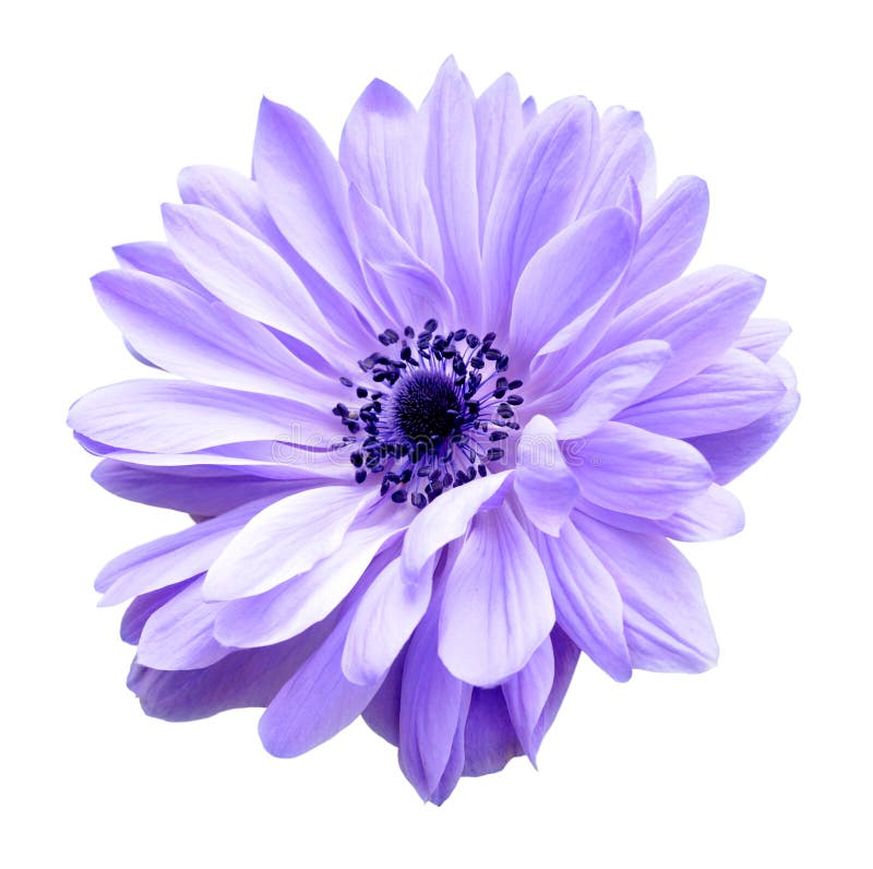 Mona Lisa se ruboriza flor imagen de archivo. Imagen de floral - 67451159