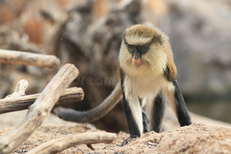 Mona monkey stock photo. Image of world, monkey, mammal - 29633946