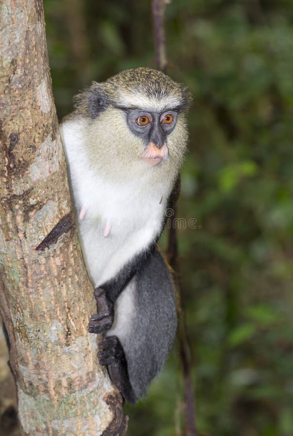 Mona Monkey stock photo. Image of upper, expressiveness - 59564578