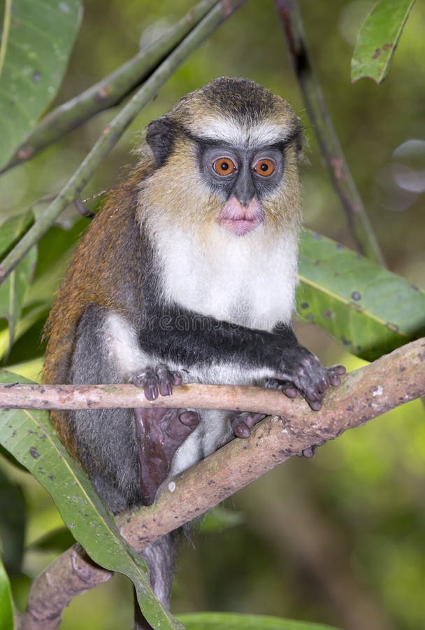 Mona Monkey (Cercopithecus Mona) in a Tree. Stock Photo - Image of rain ...