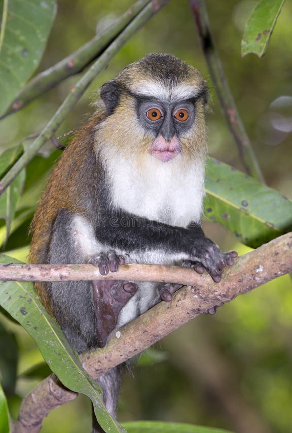 Mona Monkey (Cercopithecus Mona) in a Tree. Stock Photo - Image of rain ...