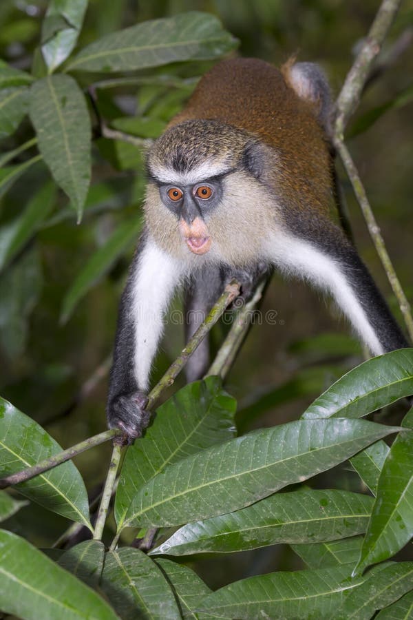 Mona Monkey (Cercopithecus Mona) in a Tree. Stock Image - Image of ...