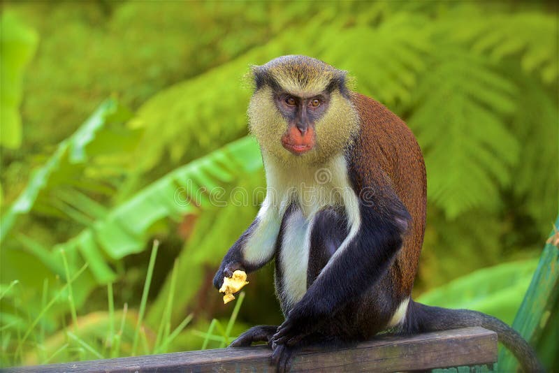 Mona monkey stock image. Image of mona, wildlife, grenada - 142107365