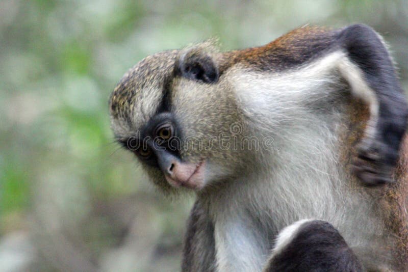 Mona Monkey Sit Atop a Tree in the Forest Stock Photo - Image of wild ...