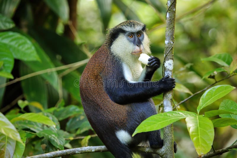 Mona Monkey Sitting on a Tree, Grand Etang National Park, Grenada Stock ...