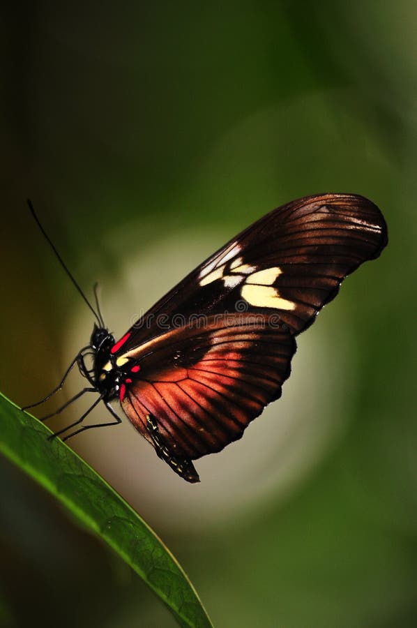 A Monach Butterfly stock photo. Image of arthropod, lepidoptera - 19879344