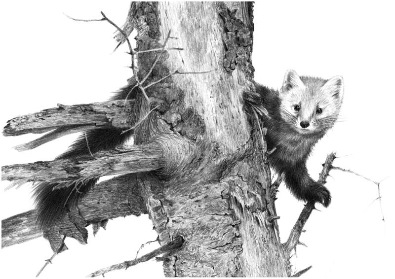 Monachrome Pencil Drawing. Marten on an Old Tree Isolated on a White ...