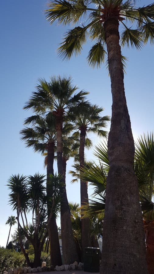 Monaco Palm trees stock image. Image of blue, monaco - 79719511