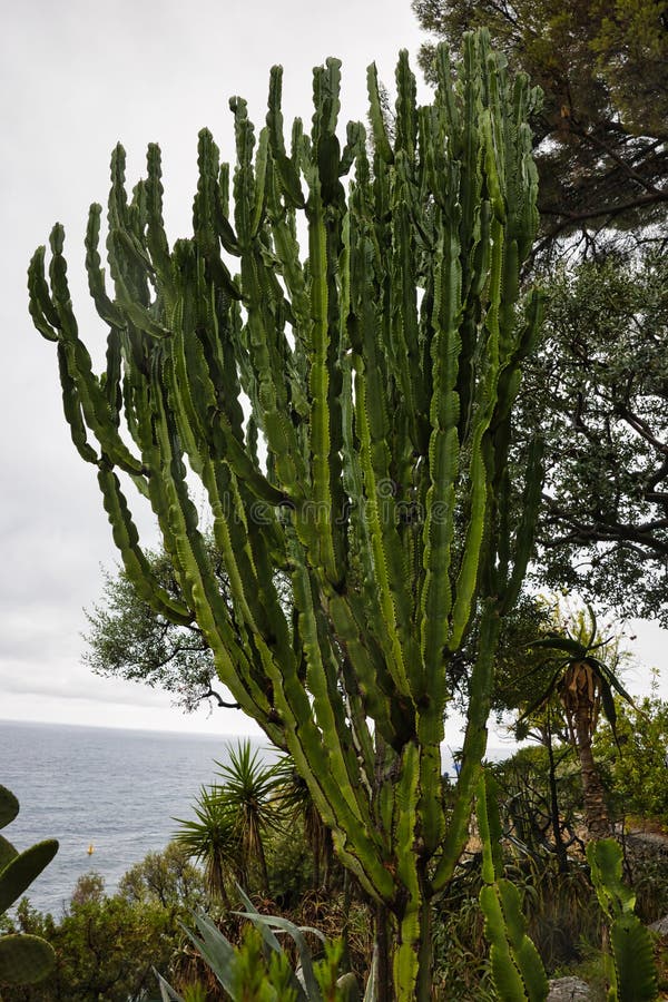 Monaco - Park in Principality of Monaco. Stock Photo - Image of tree ...