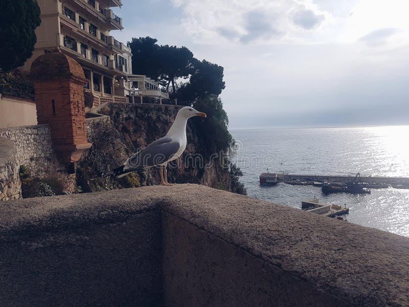 Monaco stock image. Image of monaco, view, weather, bird - 93957429