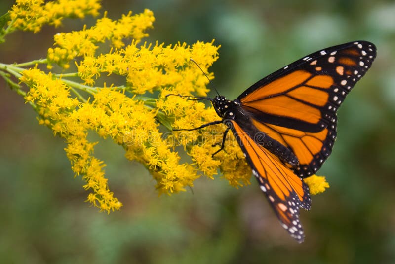 Monarca foto de archivo. Imagen de monarca, amarillo - 27133718