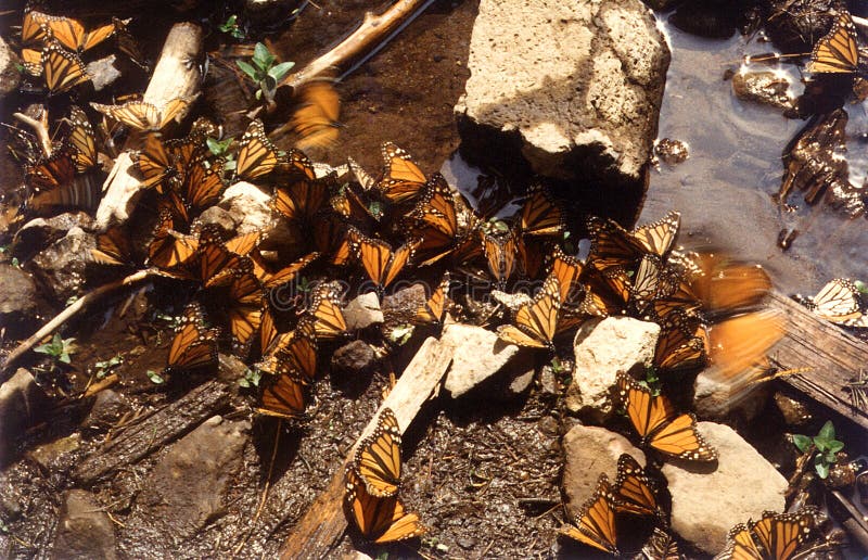 Monarca foto de stock. Imagem de detalhes, monarca, grupo - 71894
