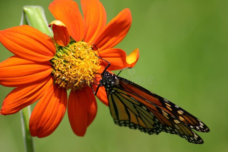 Monarca foto de archivo. Imagen de anaranjado, macro, monarca - 981878