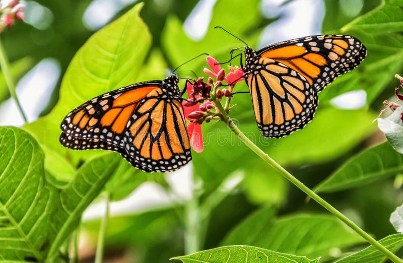 Two Monarch Butterflies on a Pink Flower in Garden, Close-up. Stock ...