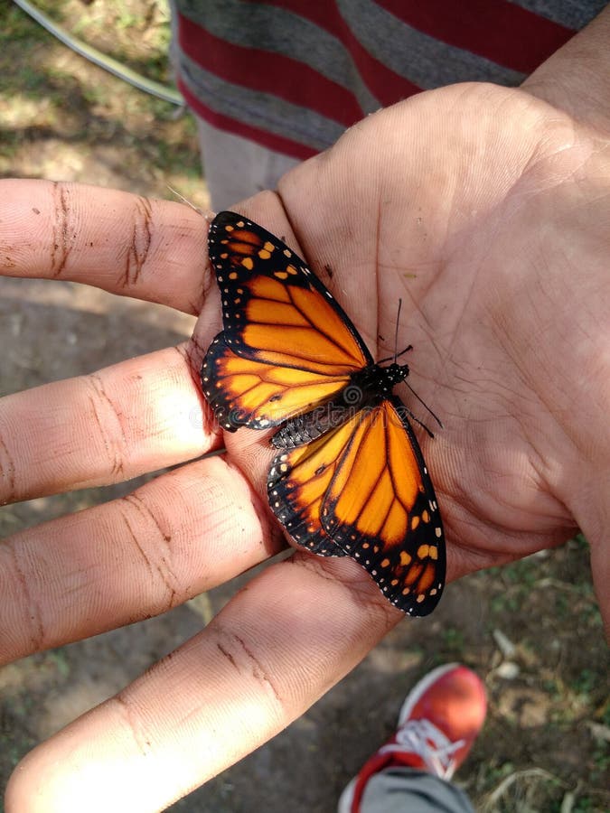 Monarca del sur stock image. Image of monarca, monarcadelsur - 161587007