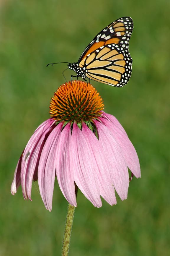 Monarch stock image. Image of echinacea, butterfly, poison - 1038195
