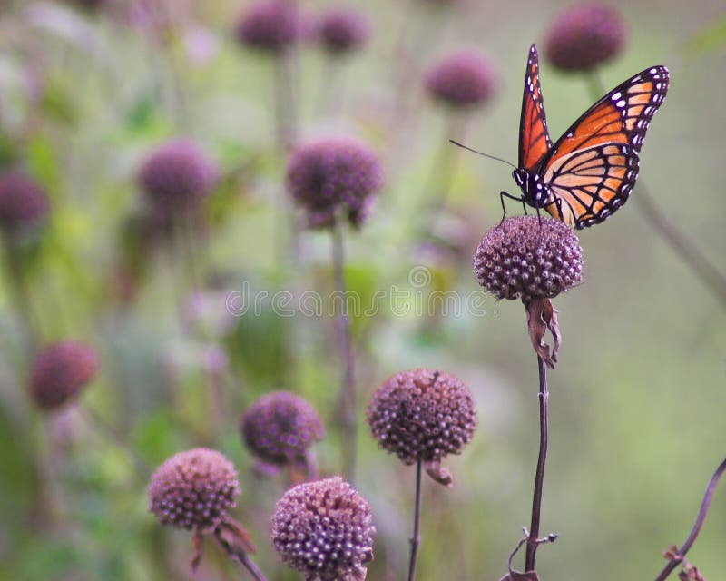 Monarch stock image. Image of beauty, macro, monarch, insect - 241943