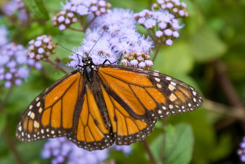 Monarch stock photo. Image of purple, black, lace, insect - 27133716
