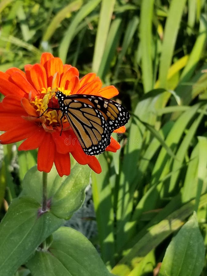 Bright Zina Stock Photos - Free & Royalty-Free Stock Photos from Dreamstime