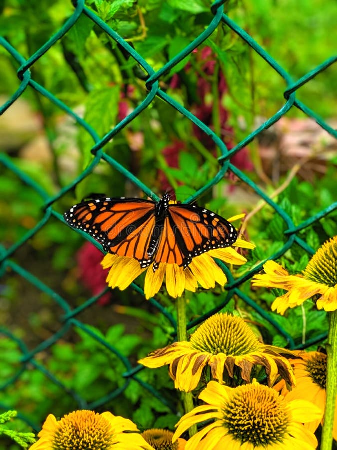 Monarch stock photo. Image of fall, bright, monarch - 159930498