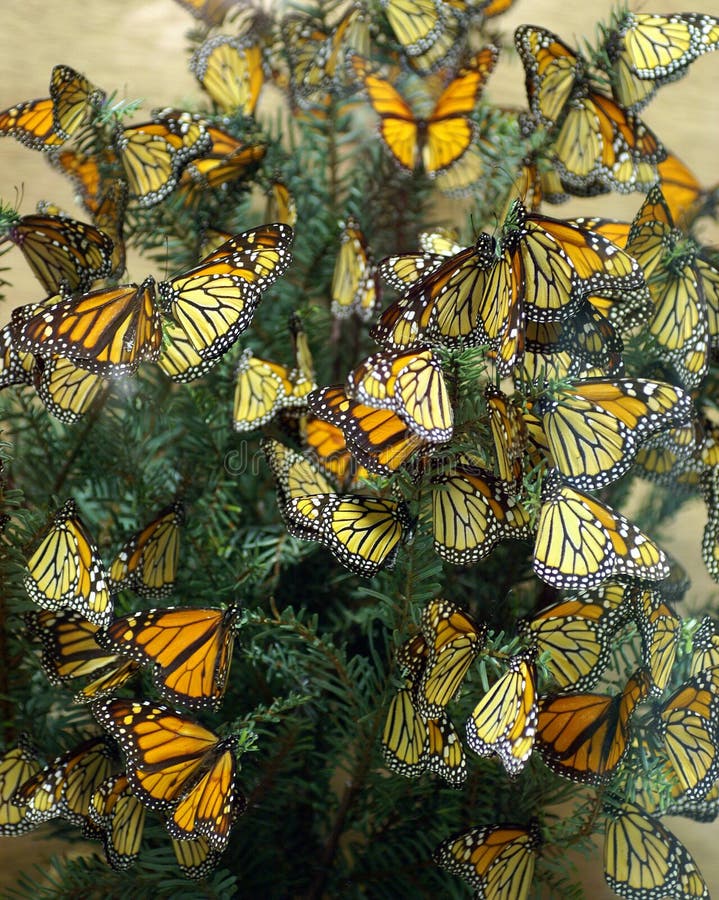 Monarch Butterflies Diorama Stock Photo - Image of diorama, evergreen ...