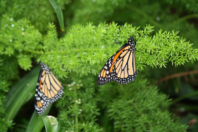 Two Butterflies on Fern Leaf Stock Image - Image of butterflies ...