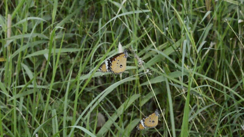 Monarch Butterflies Clusters in the Limbs of Majestic Eucalyptus Trees ...