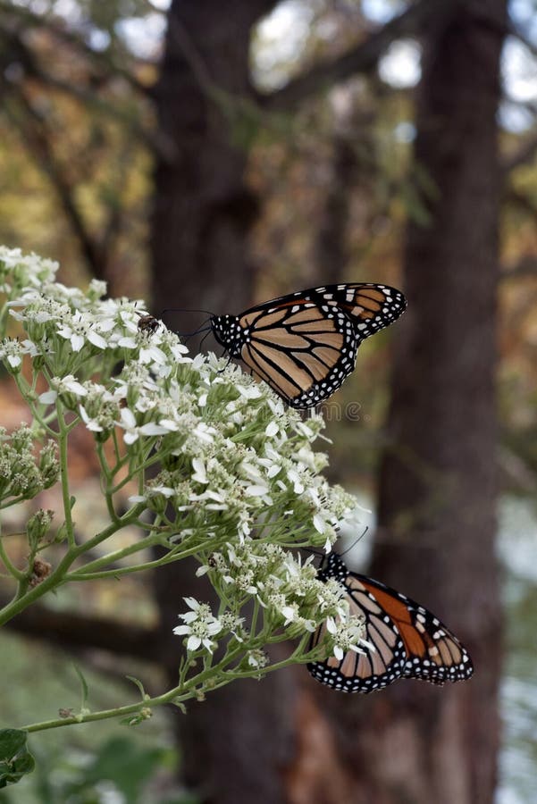 Monarch Butterflies in Front of Trees Stock Photo - Image of monarch ...