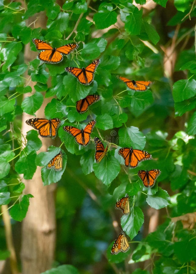 Monarch Butterflies on Green Tree Branch Stock Photo - Image of insect ...