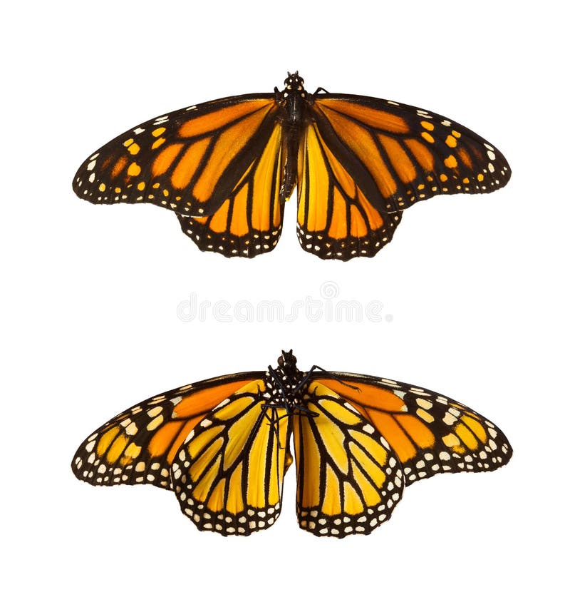Monarch Butterflies, Isolated Stock Photo - Image of underside, monarch ...