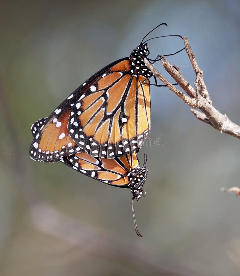 Monarch Butterflies mating stock photo. Image of mating - 267623276