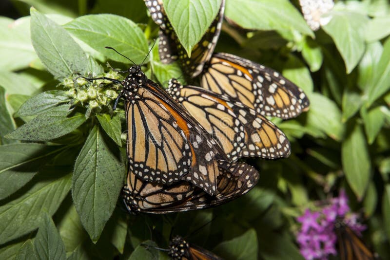 Monarch butterflies mating stock photo. Image of black - 58590386