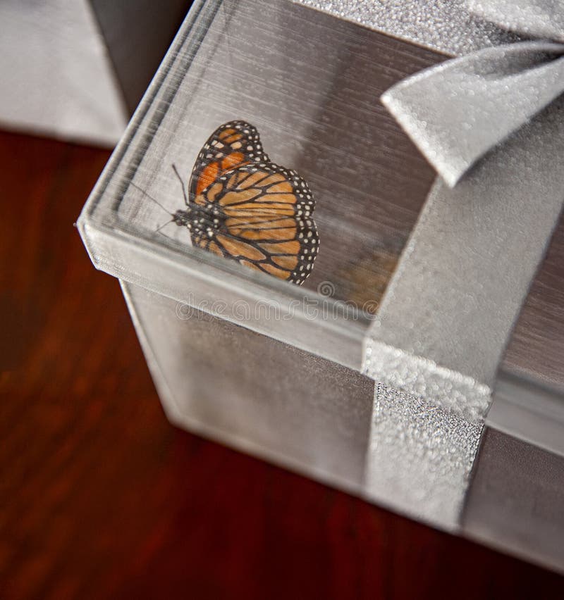 Monarch Butterflies in a Mesh Box Used for Events Such As Weddings ...