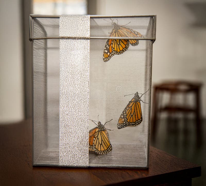Monarch Butterflies in a Mesh Box Used for Events Such As Weddings ...