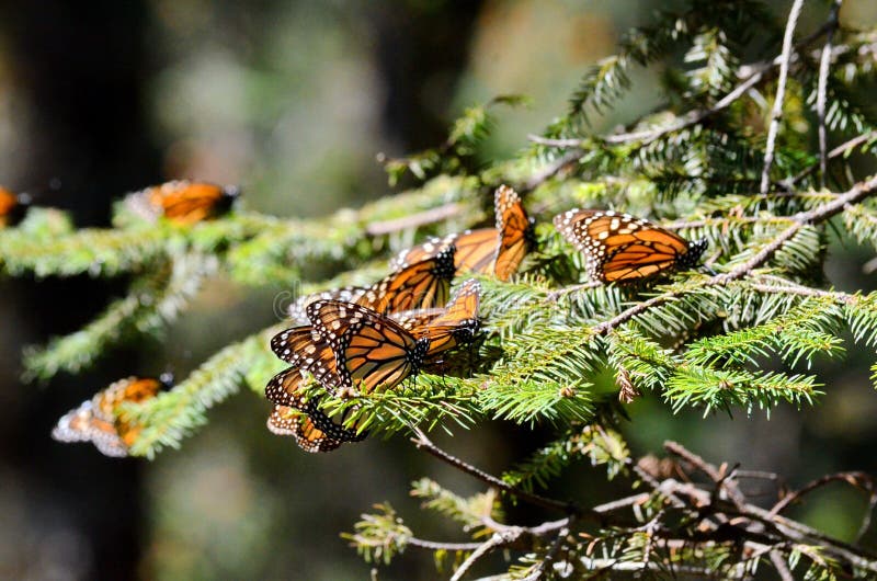 Monarch Butterflies At Michoacan, Mexico Stock Photo - Image of ...