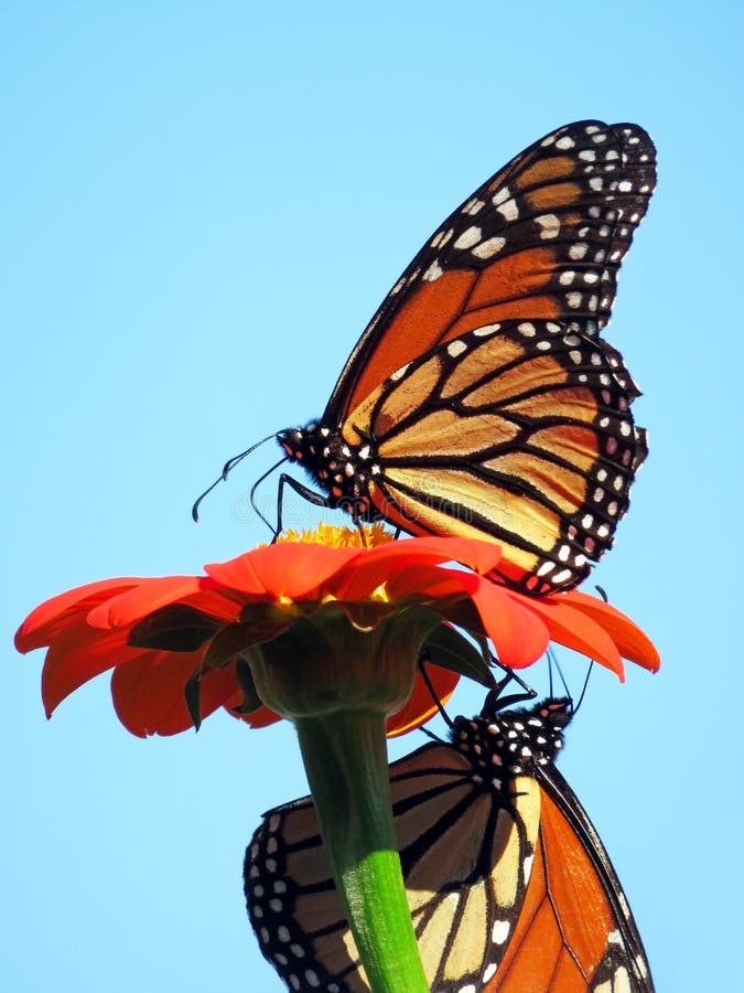 Summer Monarch Butterfly in the Zinnia Garden Stock Photo - Image of ...