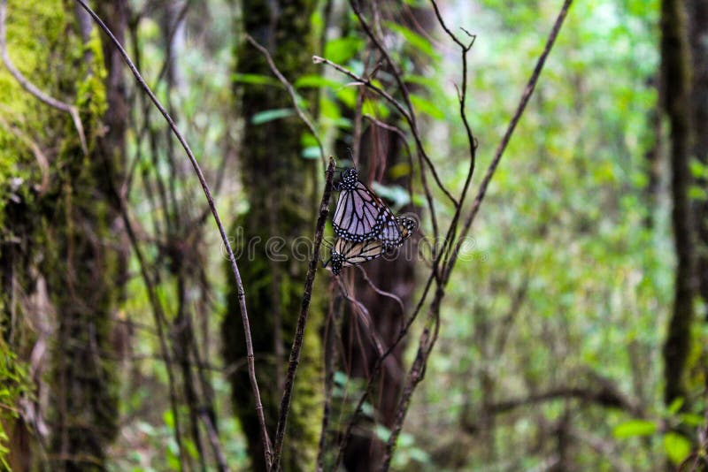 Monarch Butterflies Together Posing on a Branch Stock Photo - Image of ...