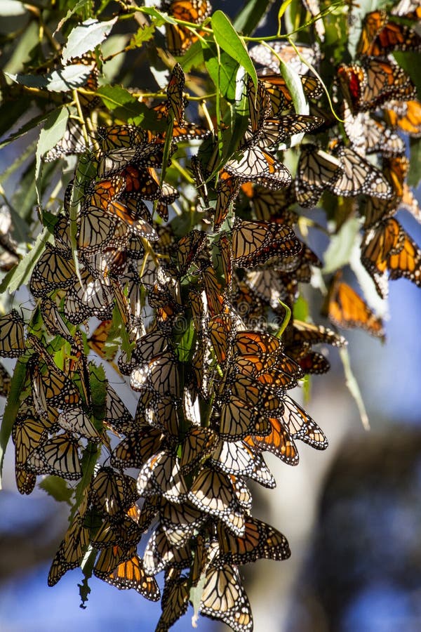 Monarch Butterflies on a Tree Stock Photo - Image of rest, nature: 12691826