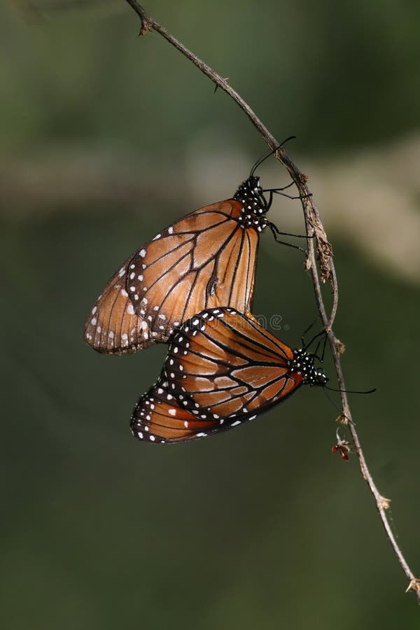 Monarch butterflies stock photo. Image of monarch, mating - 45693766